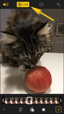 Everything you need to know about iPhone Live Photos